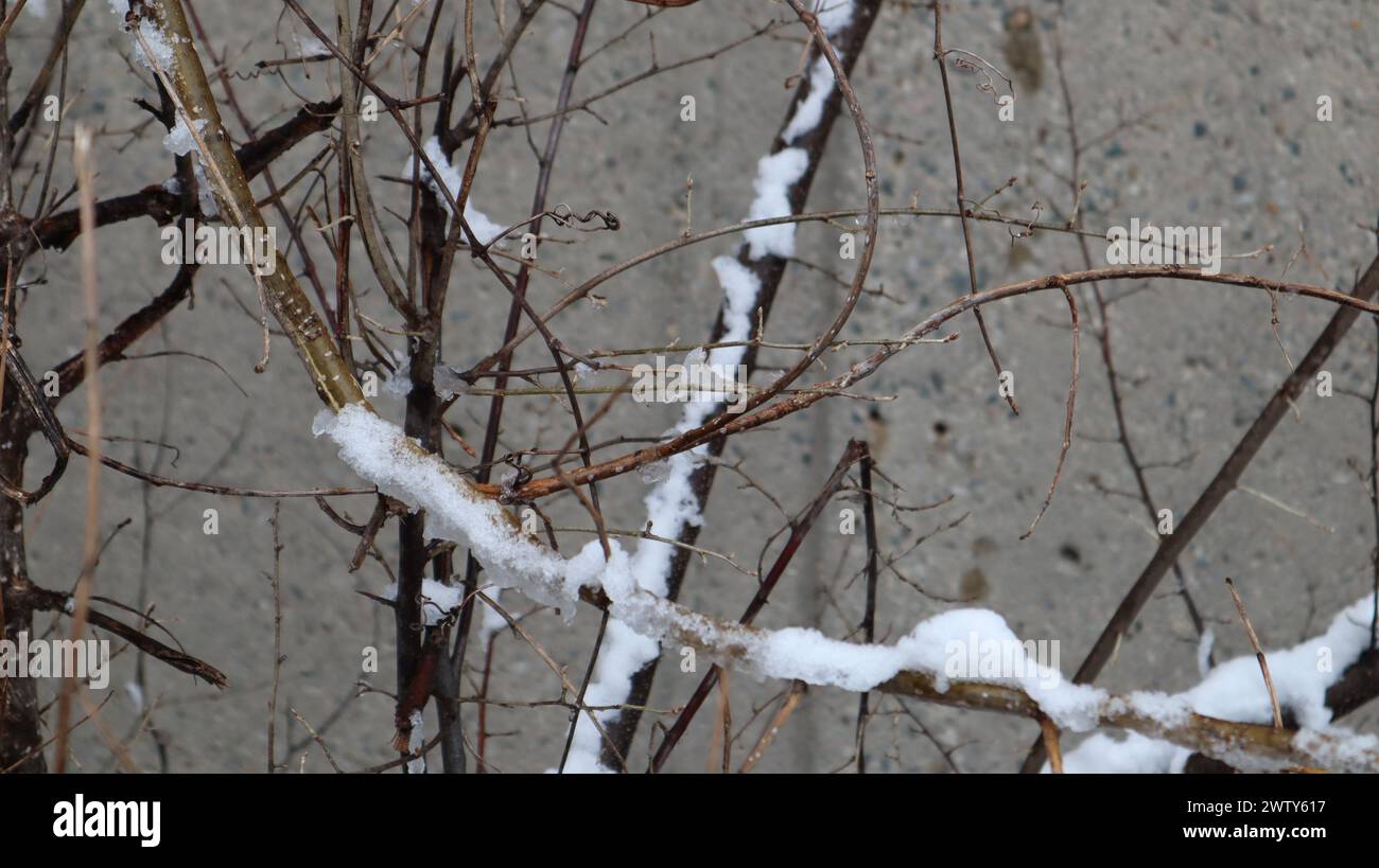 Tree limbs with snow hi-res stock photography and images - Alamy