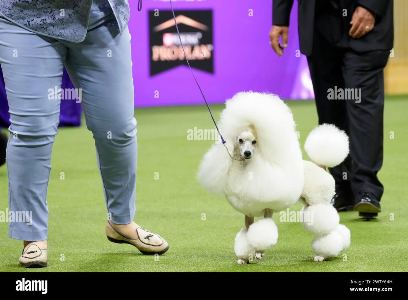 FILE - Lily, a miniature poodle, competes in the non-sporting group ...