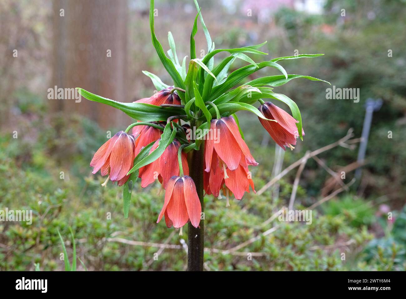 Fritillaria imperialis, crown imperial, imperial fritillary or Kaiser's ...