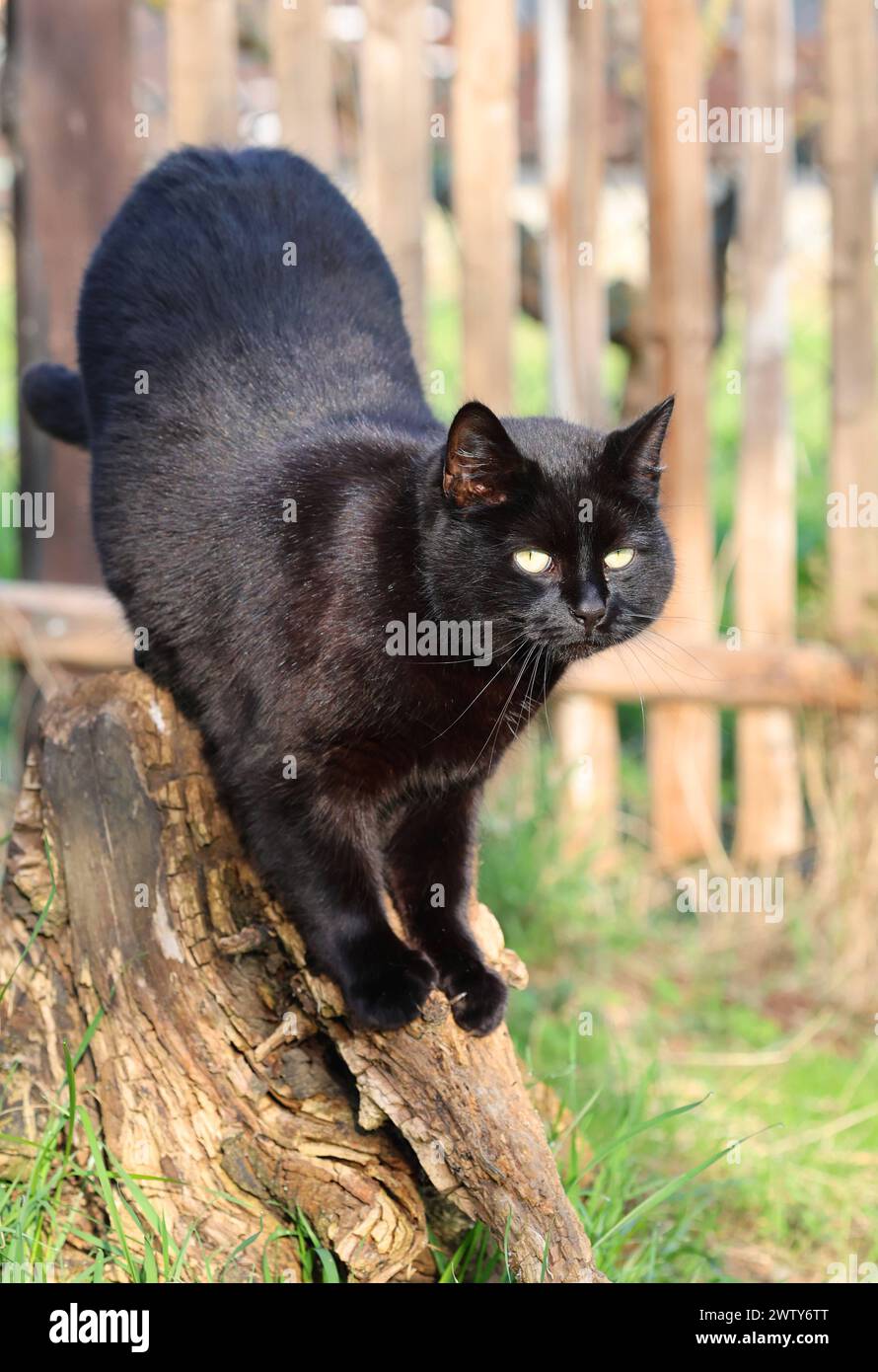 Namen Schwarzer Kater