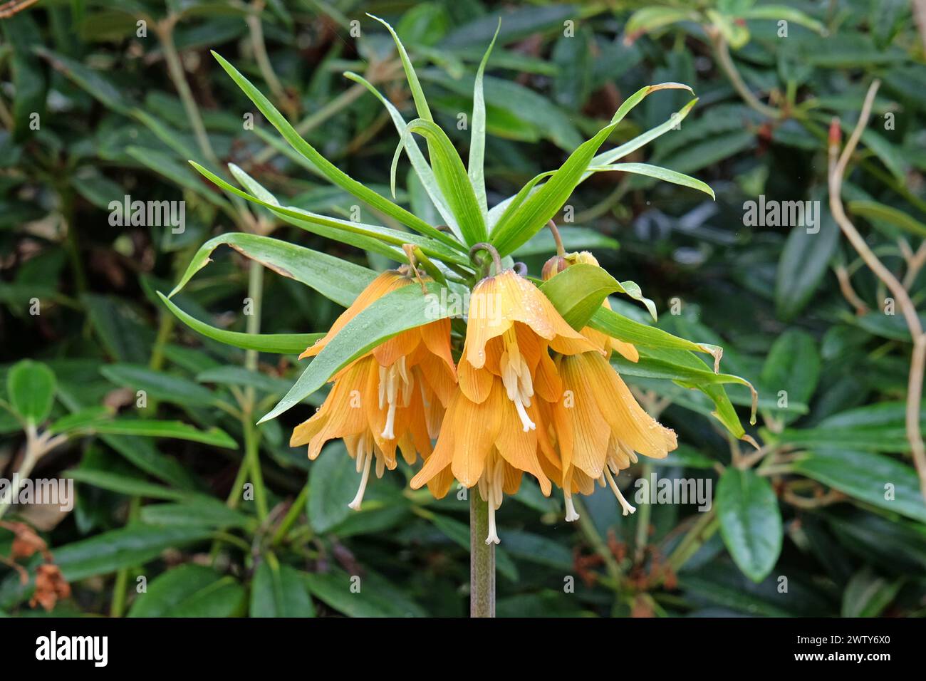 Yellow Fritillaria imperialis, crown imperial, imperial fritillary or ...