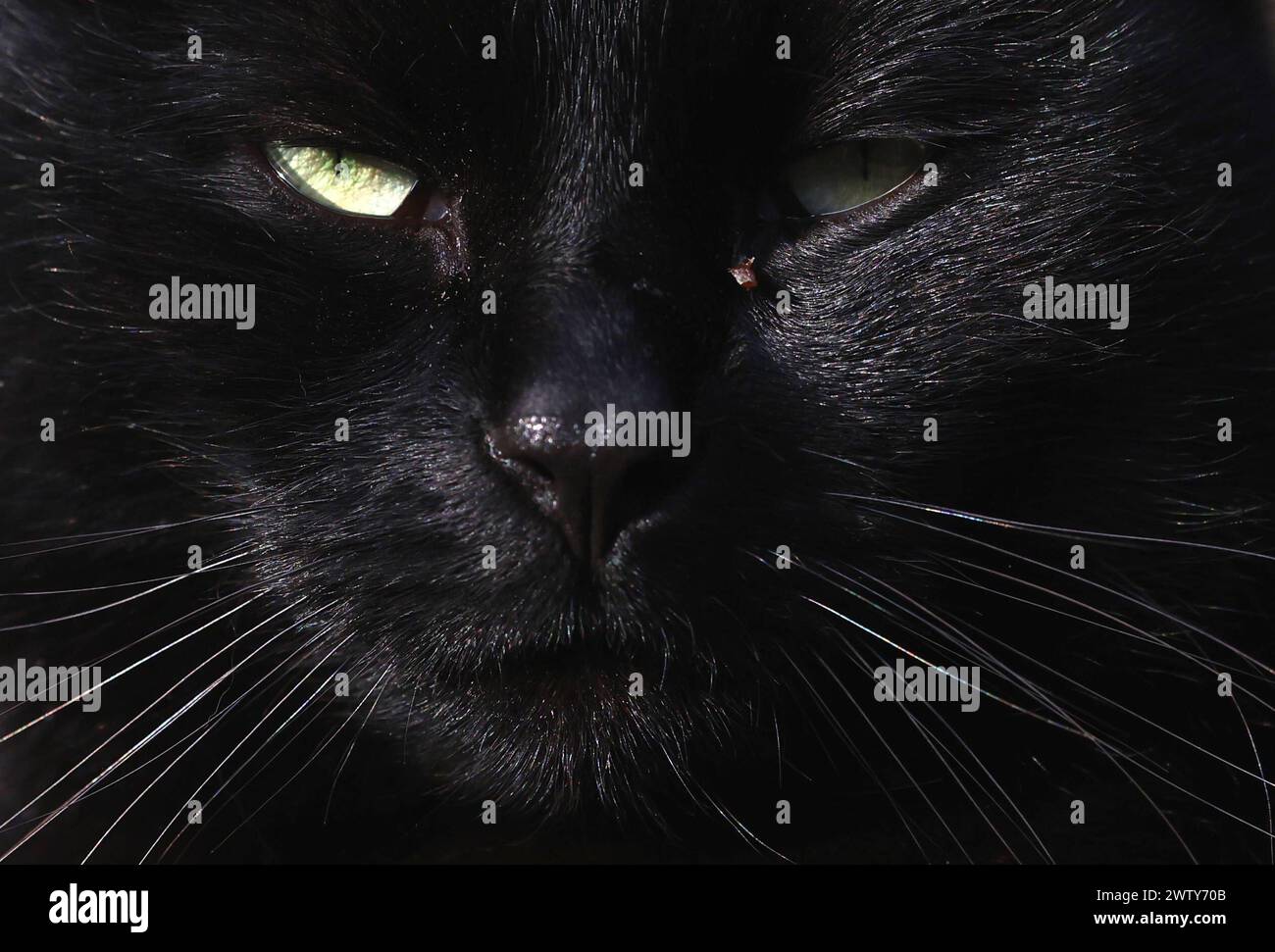 Schwarzer Kater 20.03.2024, Ostramondra, Gesicht einer schwarze Katze ...