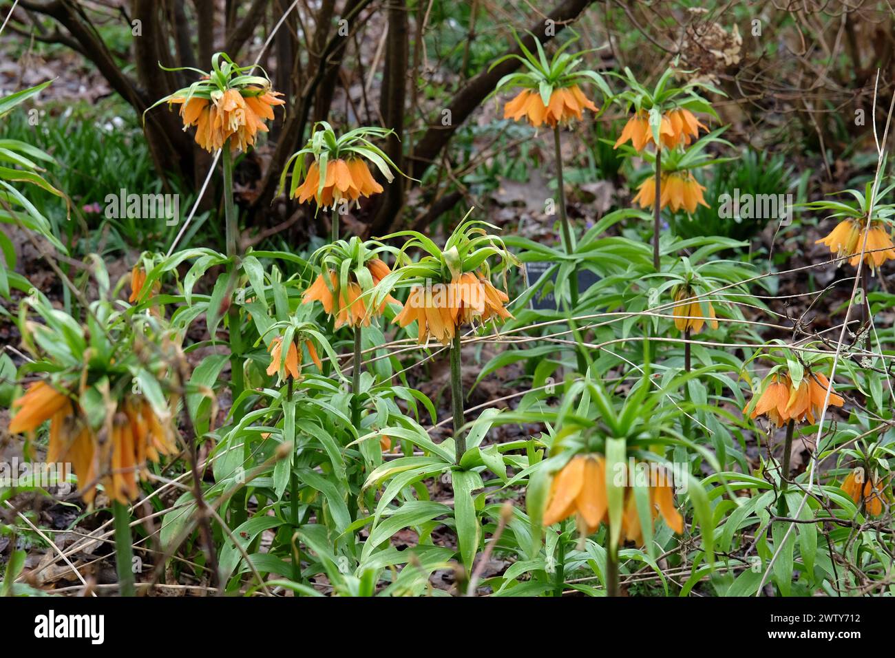 Yellow Fritillaria imperialis, crown imperial, imperial fritillary or ...