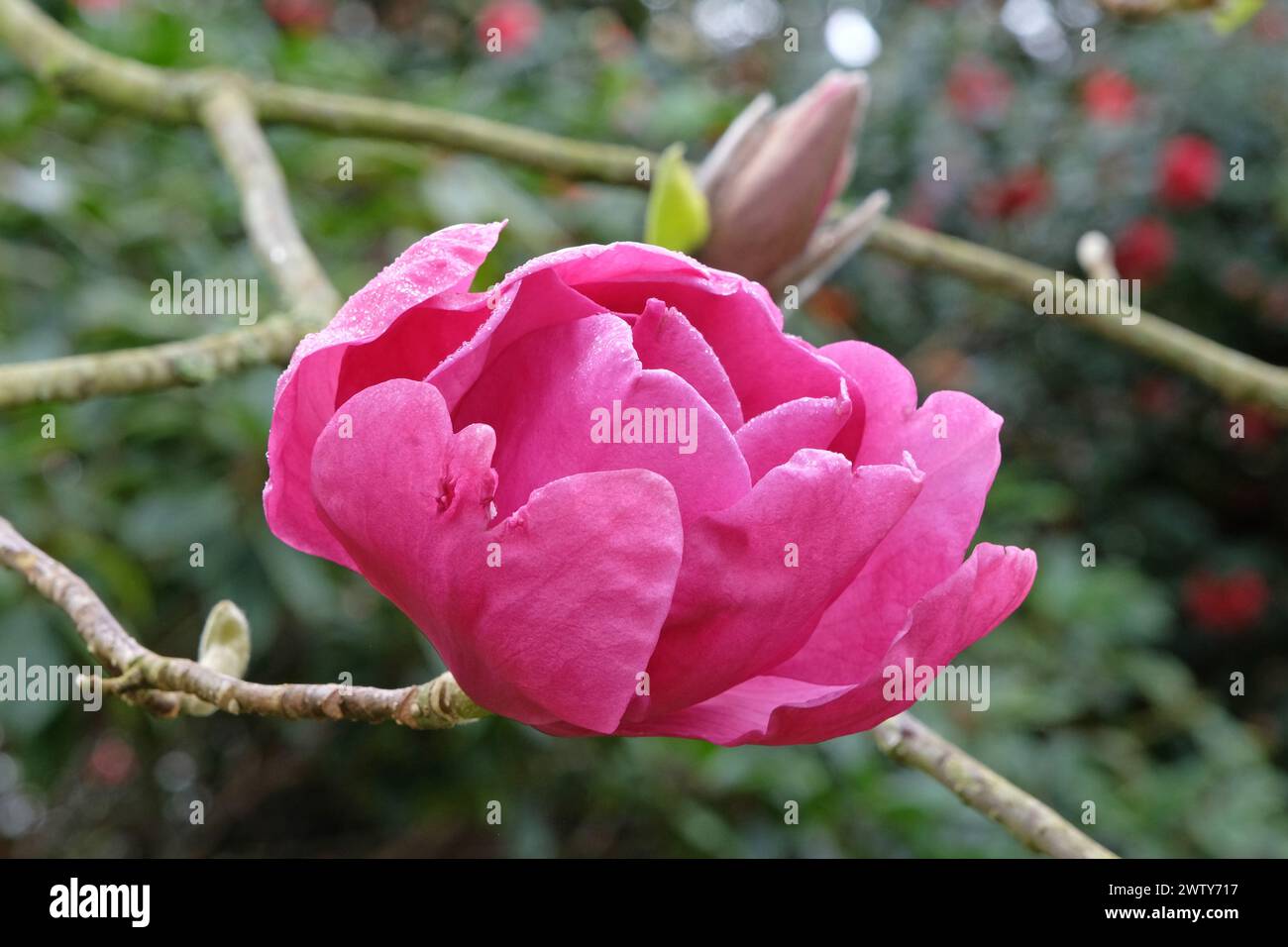 Jurmag2 hi-res stock photography and images - Alamy