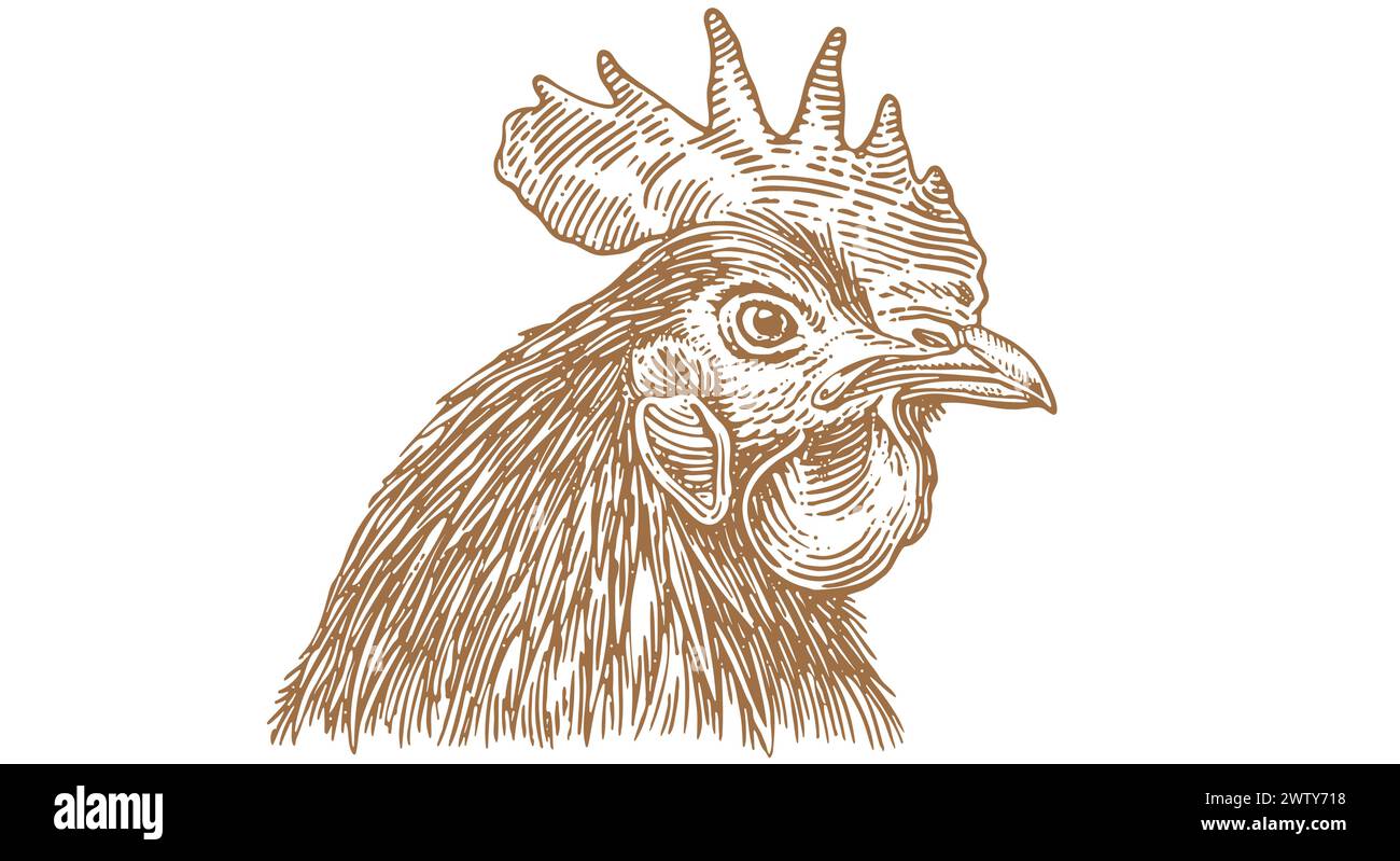 Rooster, chicken, hen head. Vintage retro print, rooster sketch ink ...