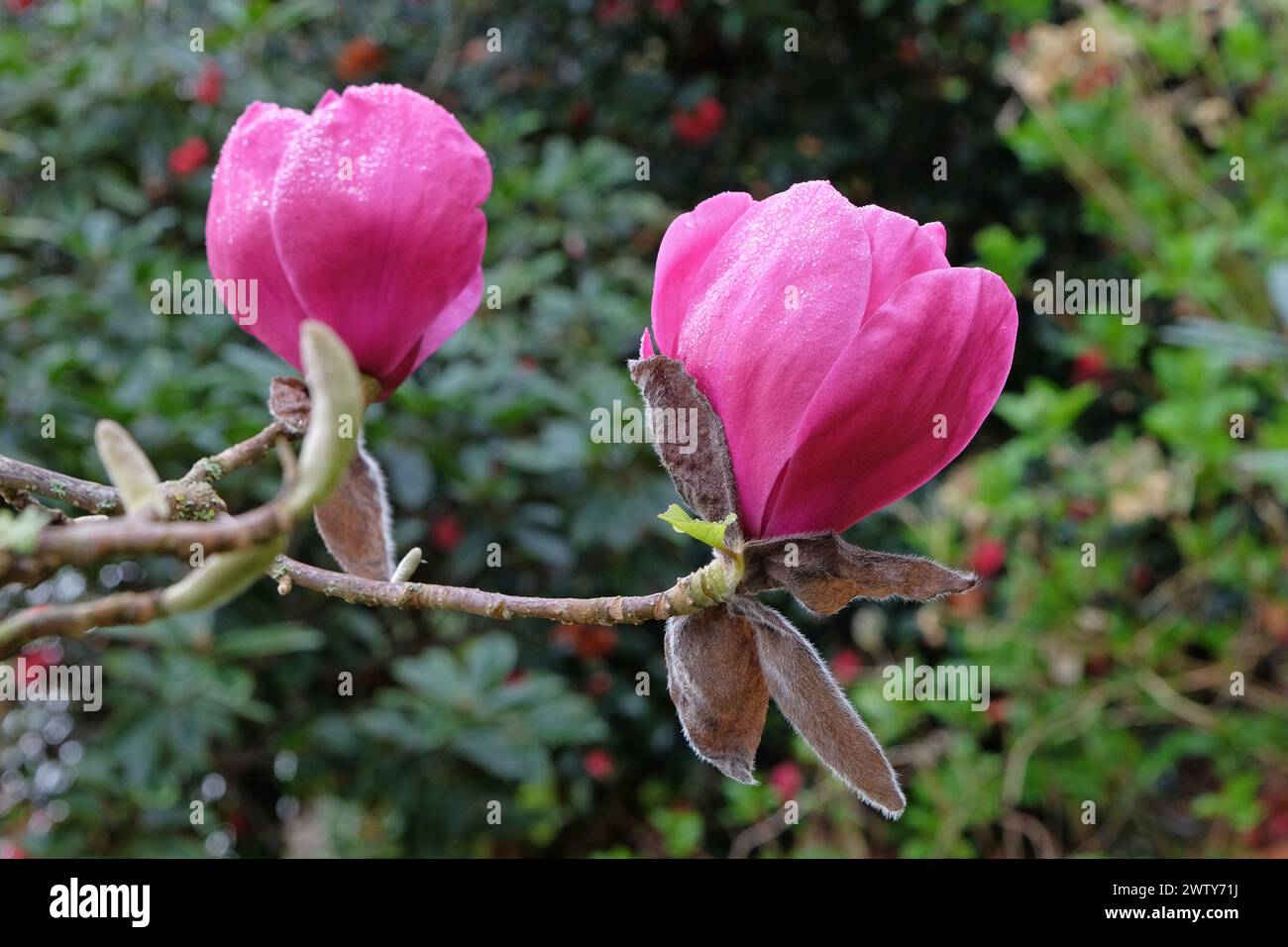 Deep pink Magnolia Felix jury 'Jurmag2' in flower Stock Photo - Alamy