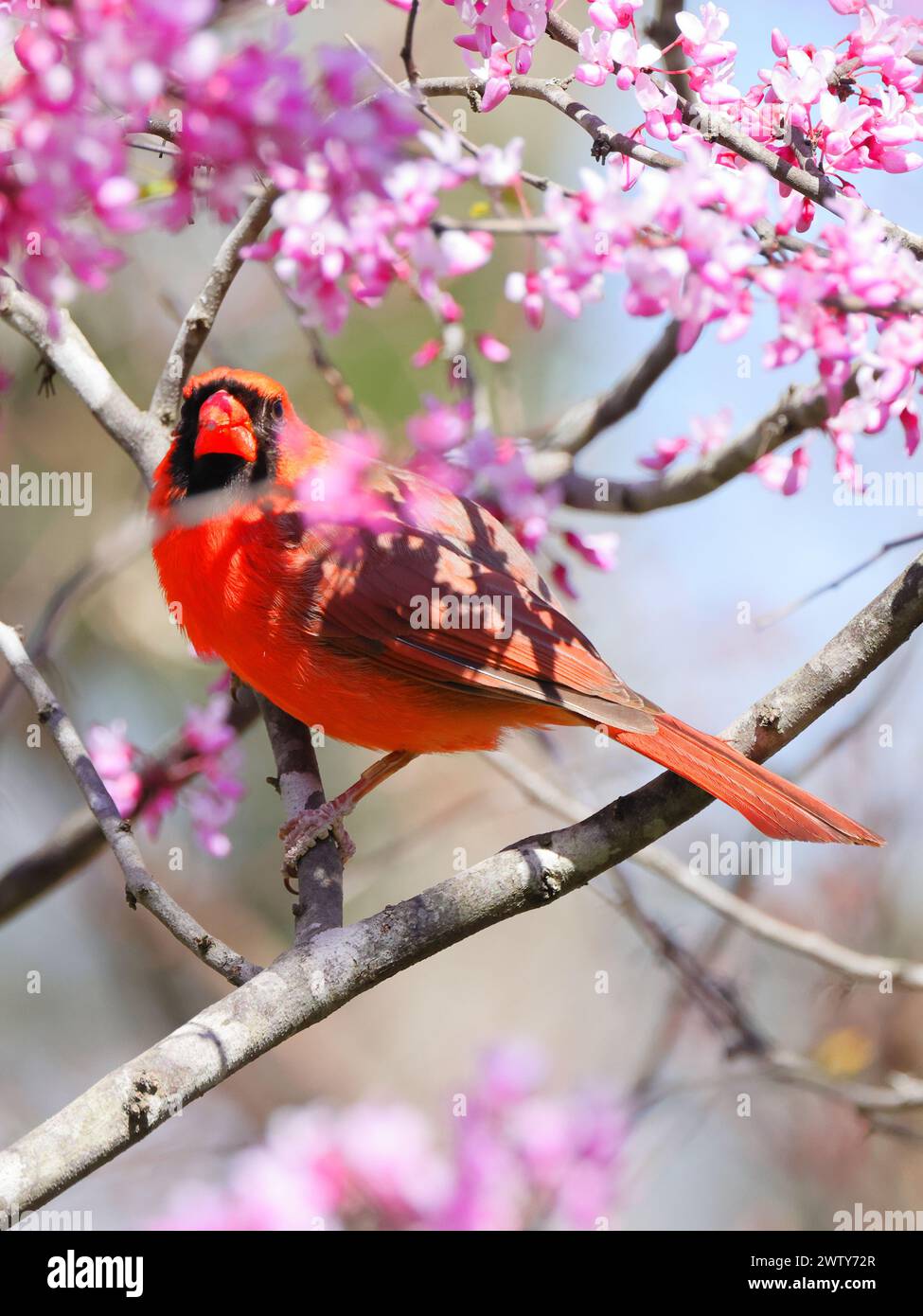 A Northern cardinal red bird sitting on a branch Stock Photo - Alamy