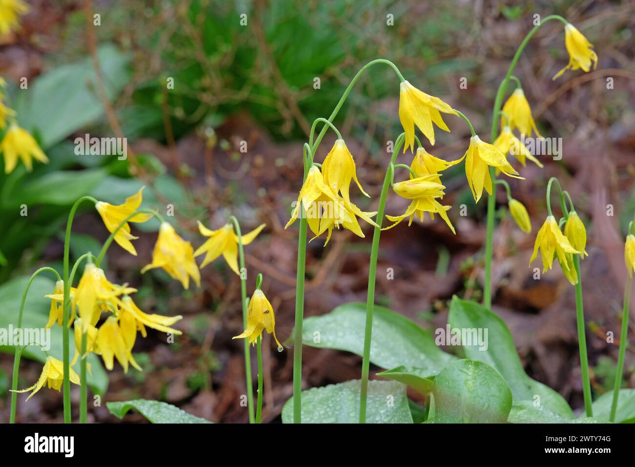 Yellow Erythronium grandiflorum, also known as avalanche or glacier ...