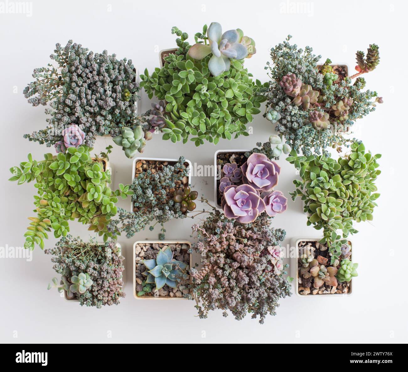 Green sedum, crassula, echeveria and pachyphytum plant top view. Colorful vivid natural ...