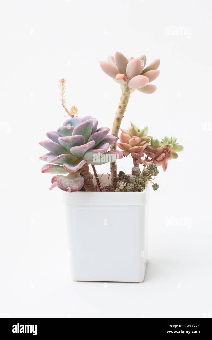 Orpet hi-res stock photography and images - Alamy