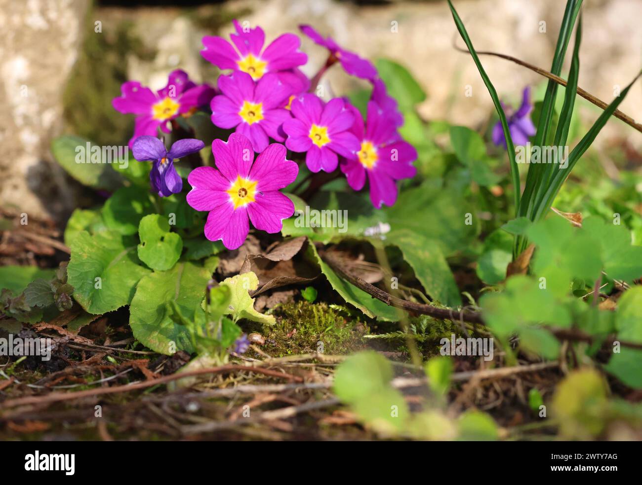 Natur 20.03.2024, Ostramondra, lila Blueten einer Primel Primula ...