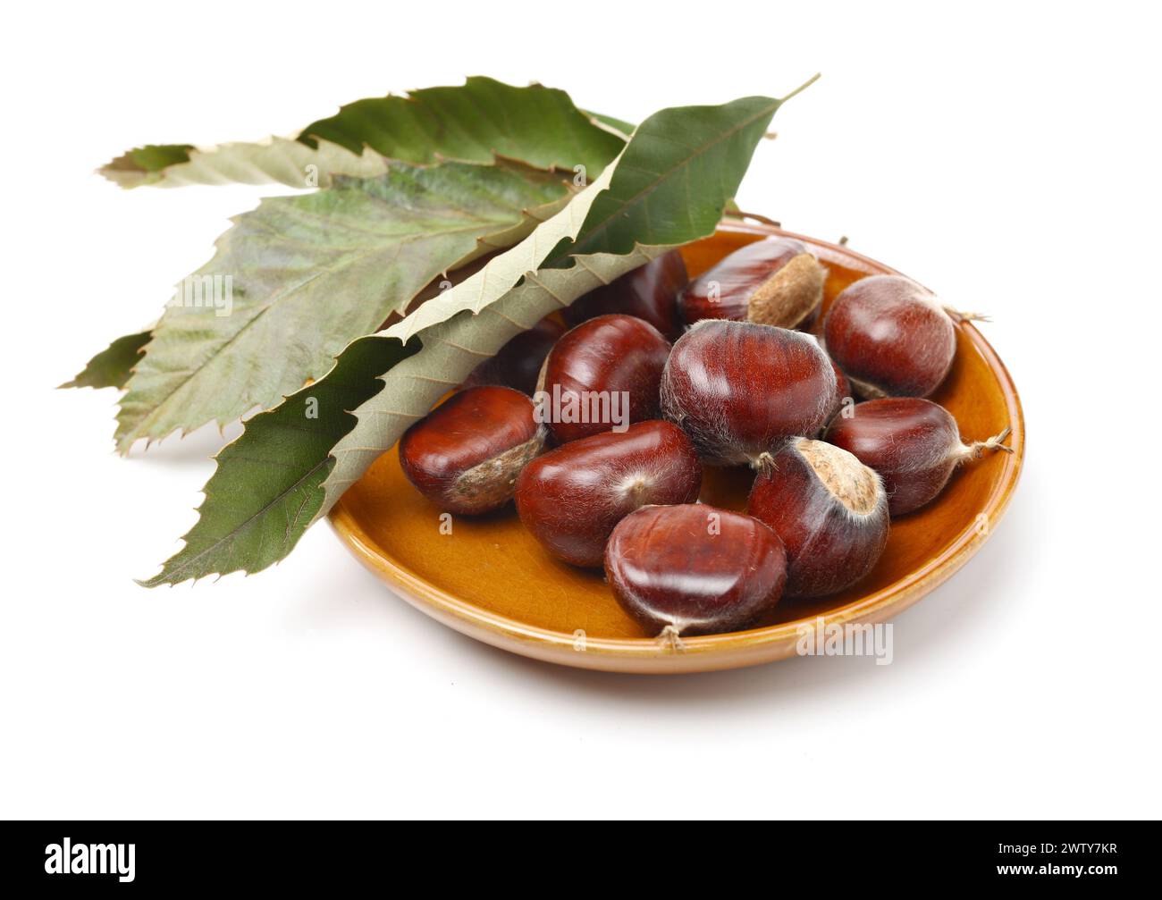 Sweet chestnut on white background Stock Photo - Alamy
