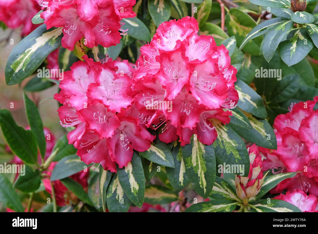 Rhododendron president roosevelt hi-res stock photography and images ...