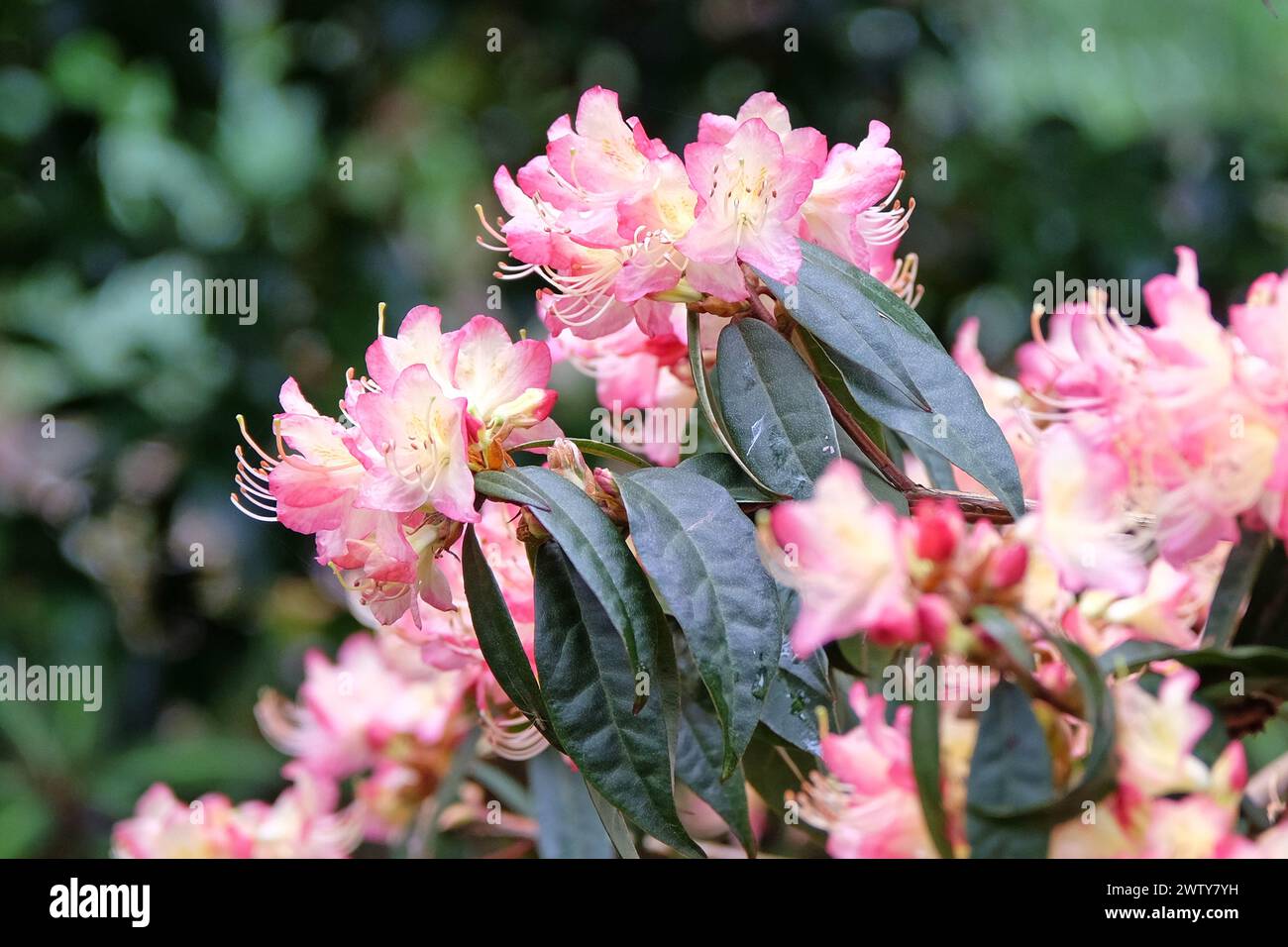 Pink and yellow variegated Rhododendron ÔDevon FireflyÕ in flower Stock ...