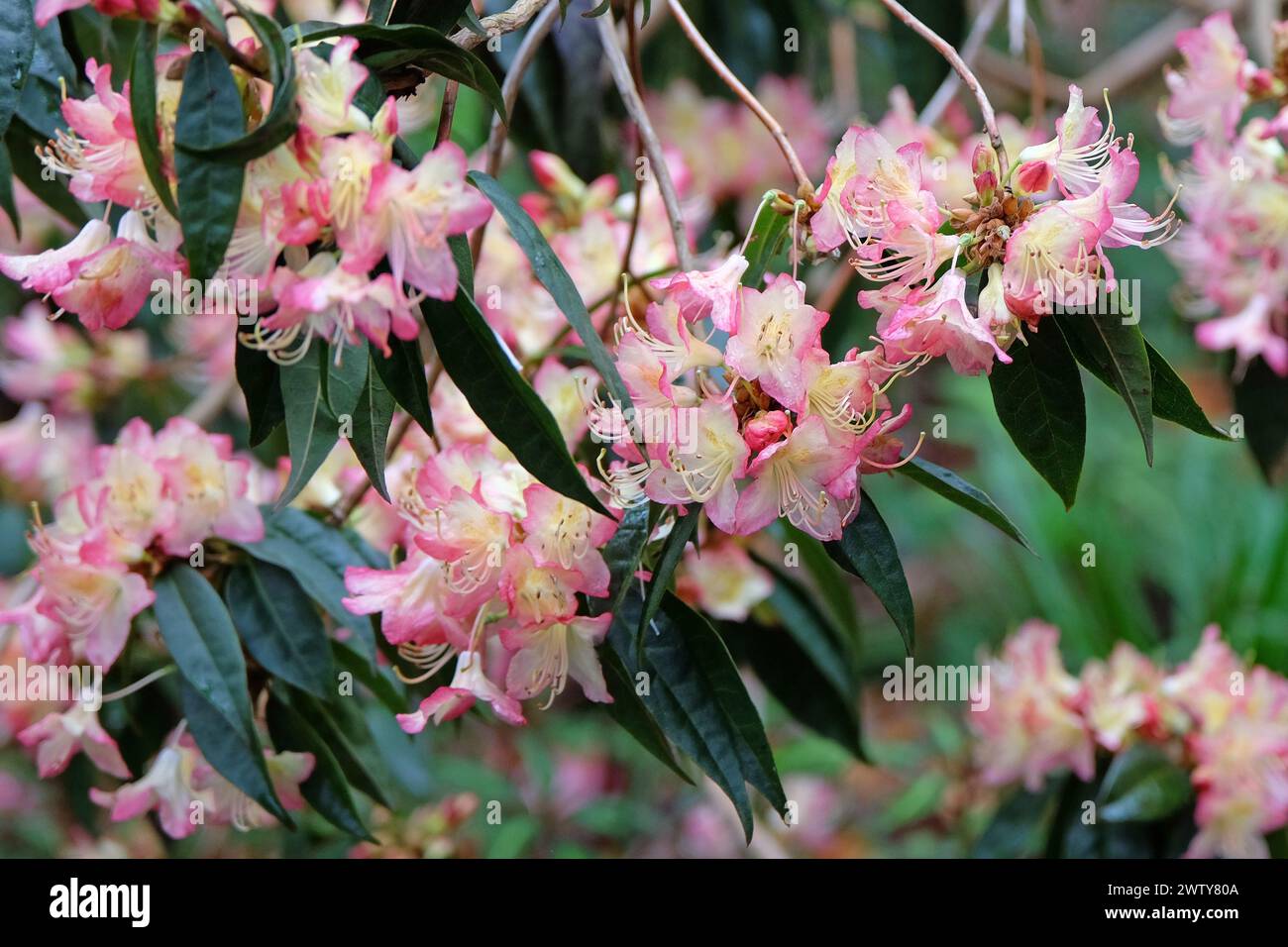 Devon firefly hi-res stock photography and images - Alamy