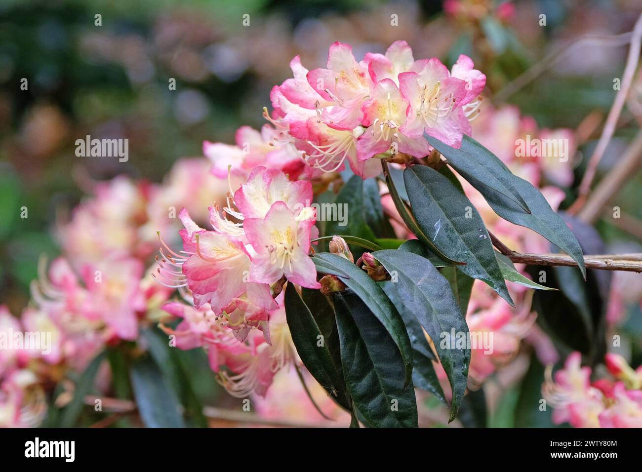 Devon firefly hi-res stock photography and images - Alamy