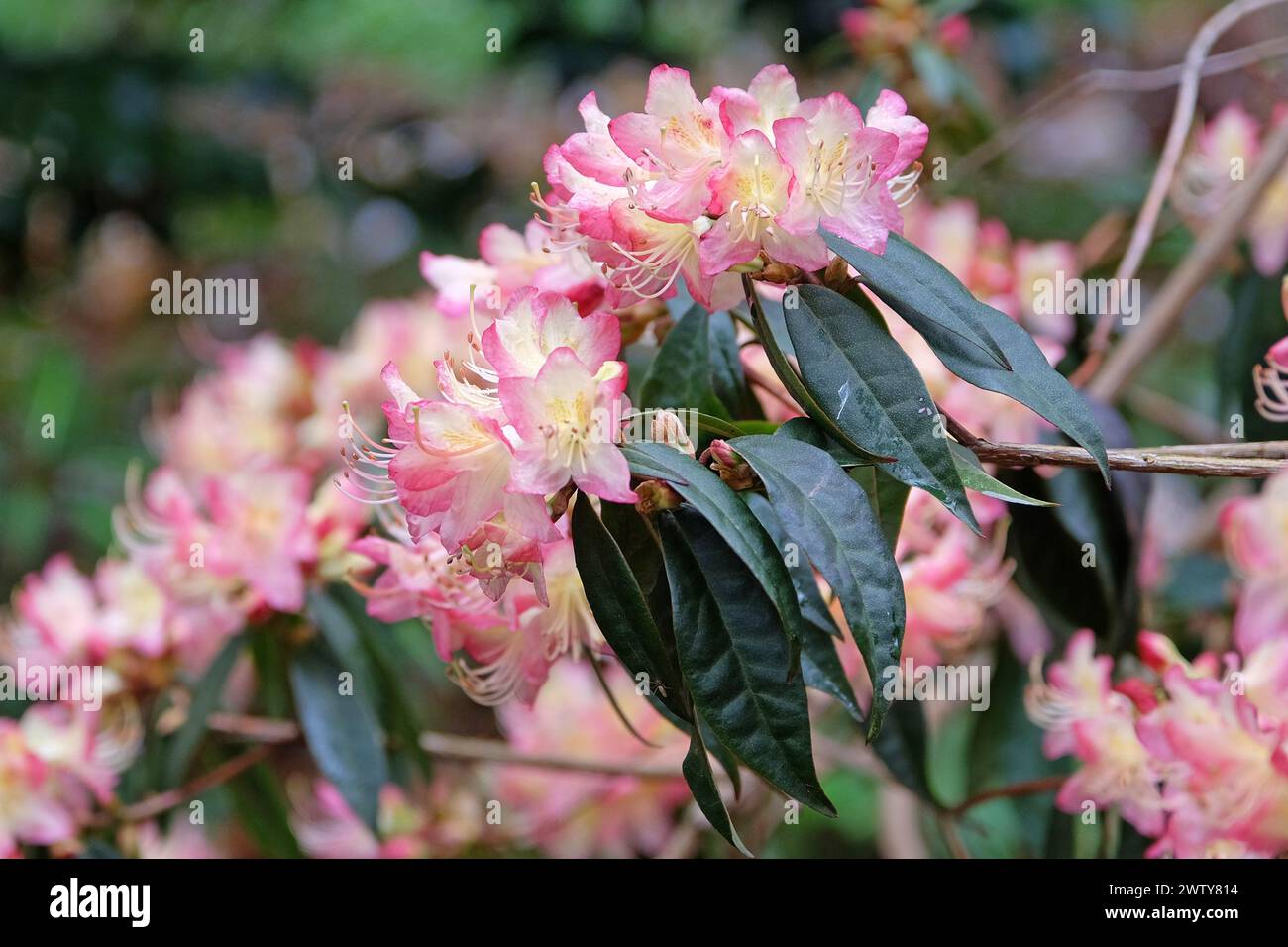 Devon firefly hi-res stock photography and images - Alamy