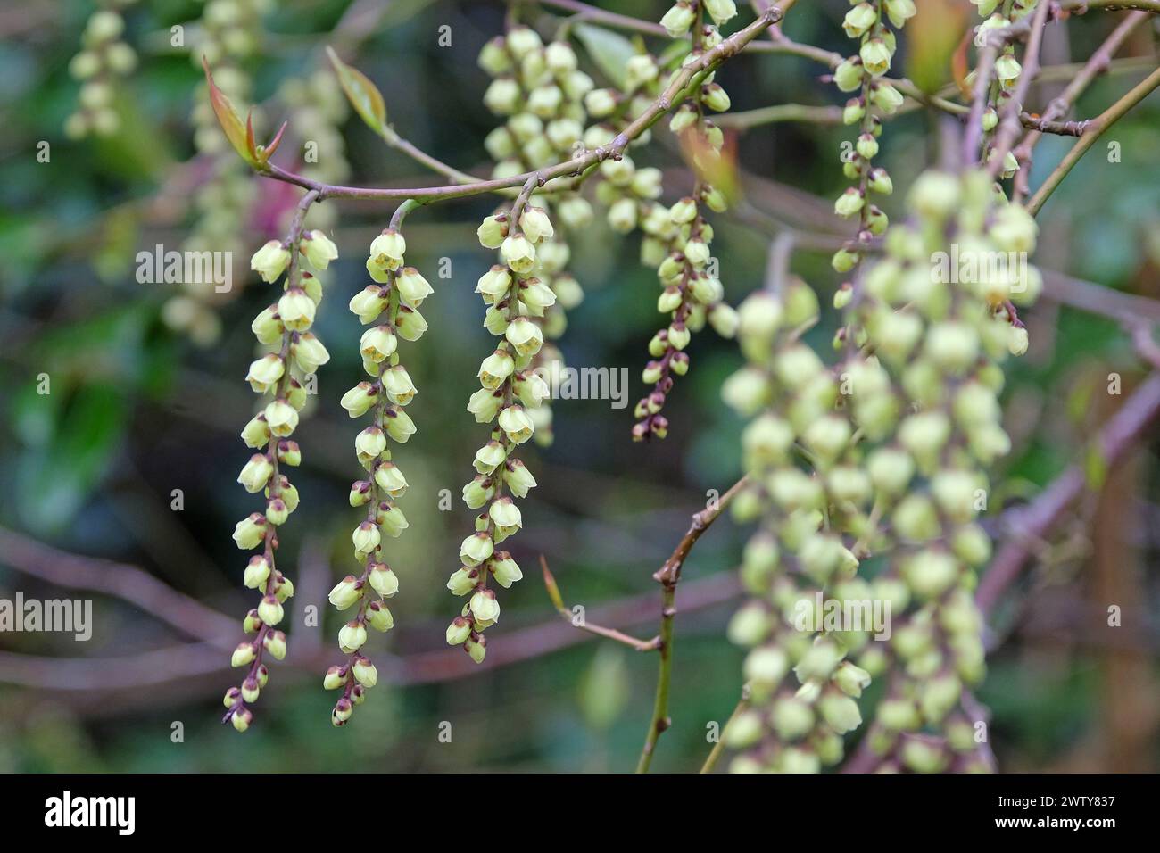 Yellow Stachyurus praecox, also known as Early Stachyurus, in flower ...
