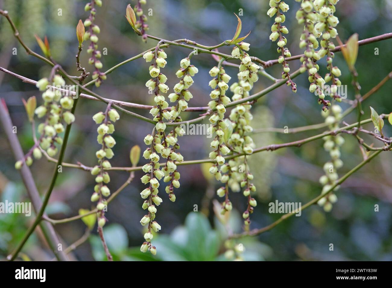 Yellow Stachyurus praecox, also known as Early Stachyurus, in flower ...
