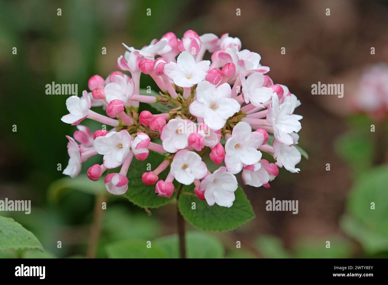 Viburnum carlesii spring flower hi-res stock photography and images - Alamy