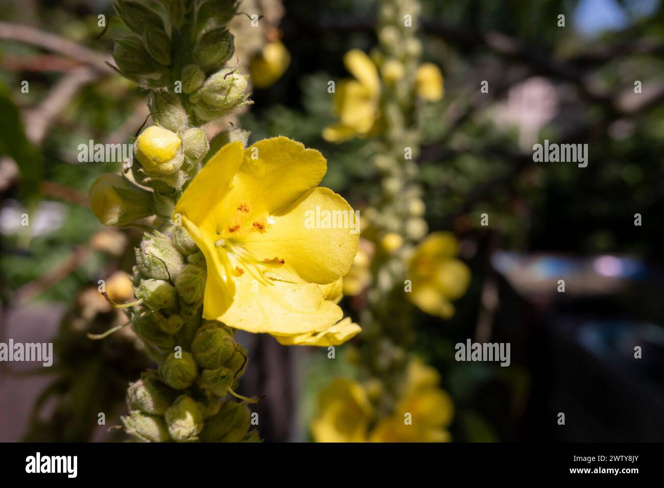 Yellow Denseflower mullein flower (verbascum densiflorum) in summer day ...
