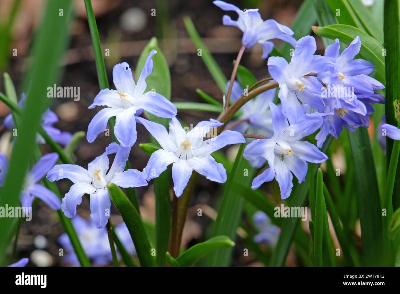Blue Scilla, also known as Siberian squill, in flower Stock Photo - Alamy