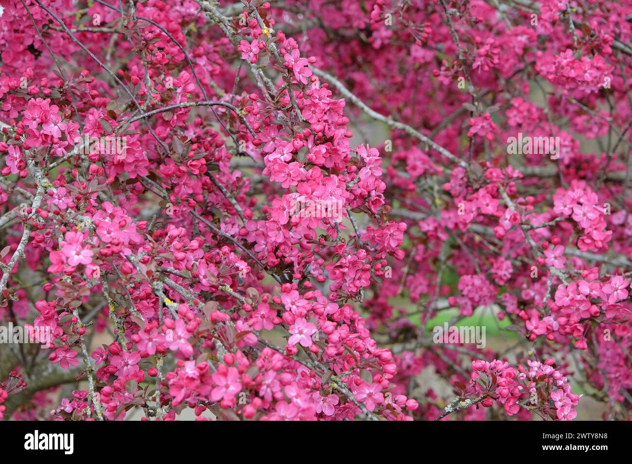 Malus 'cardinal' hi-res stock photography and images - Alamy