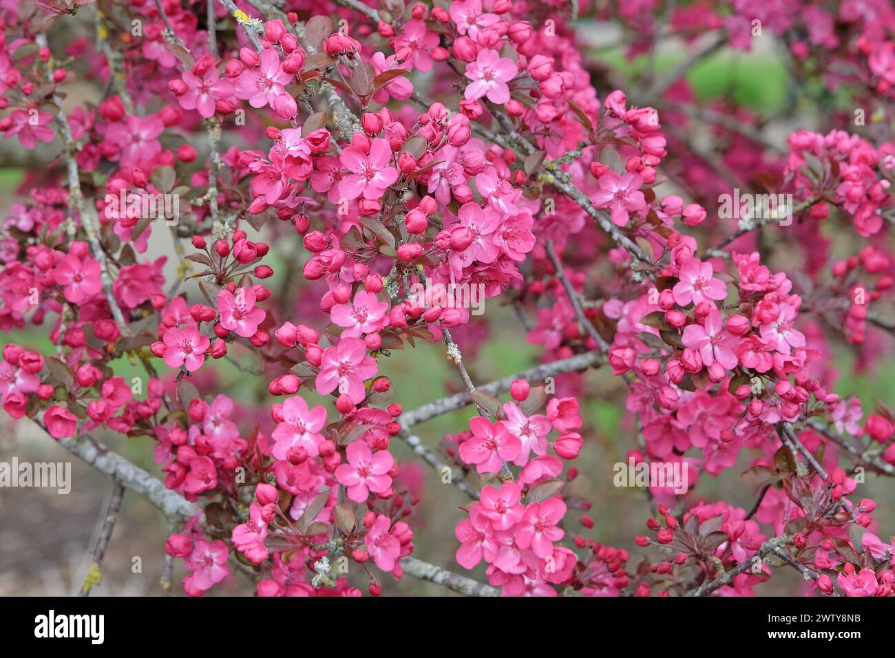 Malus cardinal hi-res stock photography and images - Alamy