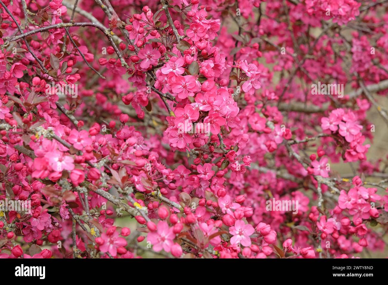 Malus Cardinal, or the pink crab apple tree, in flower Stock Photo - Alamy