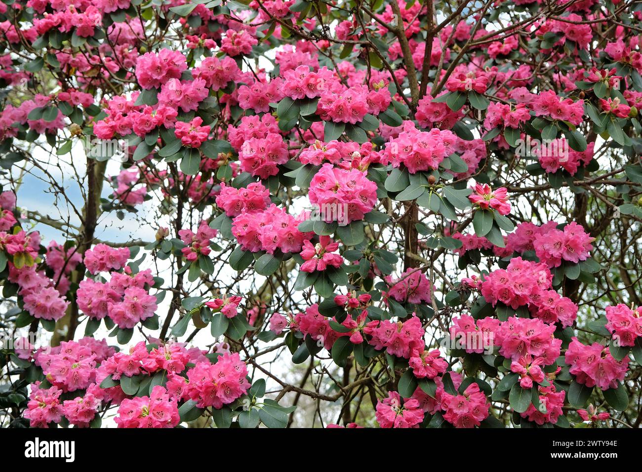 Hybrid rhododendron hi-res stock photography and images - Alamy
