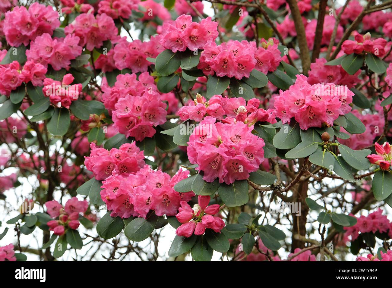 Tall pink hybrid Rhododendron ÔRosalindÕ in flower Stock Photo - Alamy