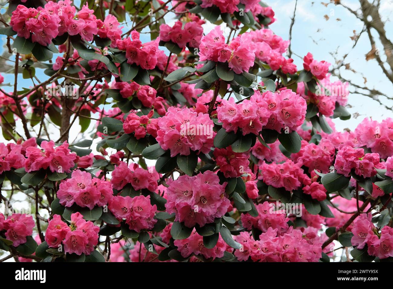 Tall pink hybrid Rhododendron ÔRosalindÕ in flower Stock Photo - Alamy