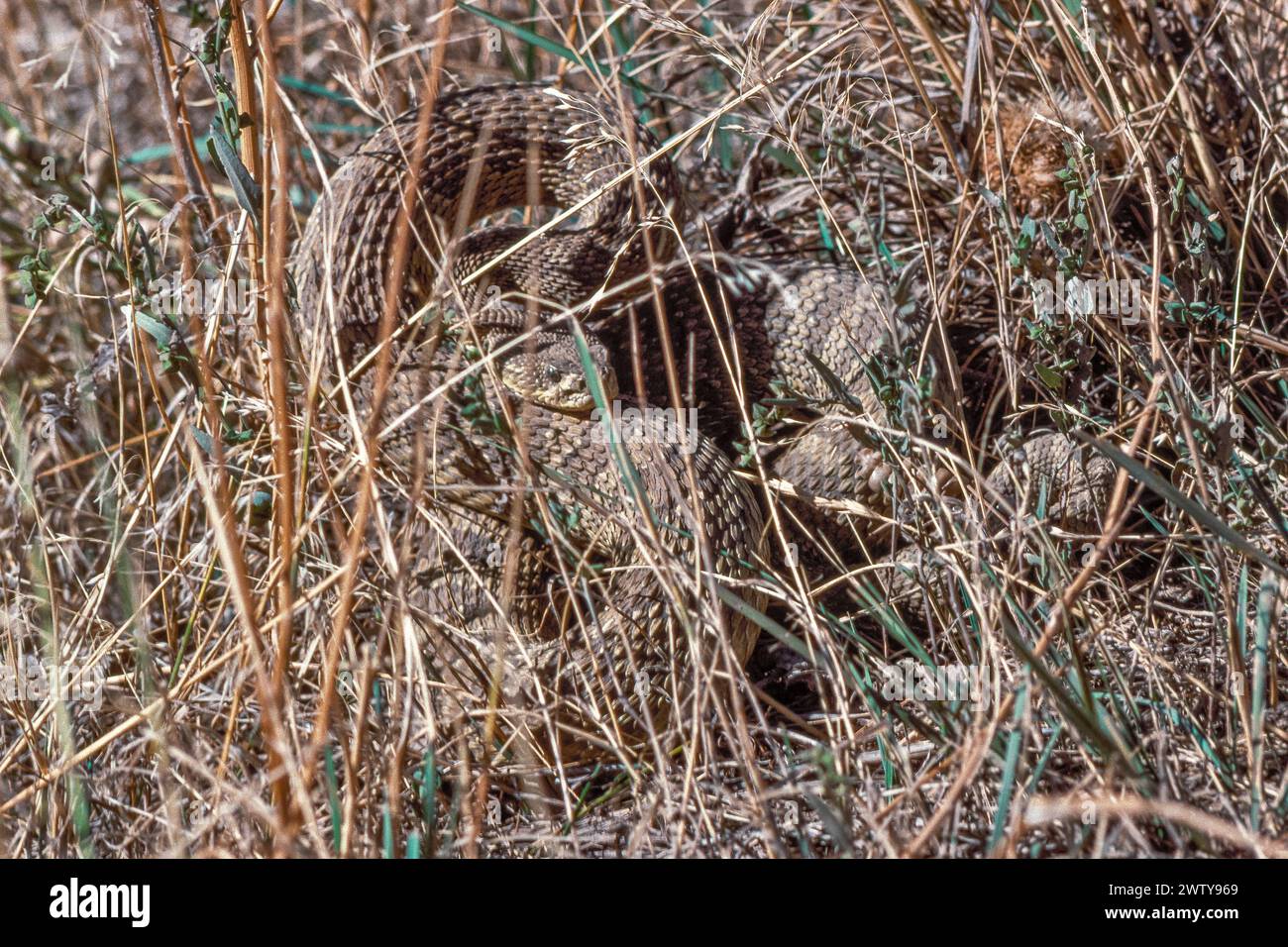 Coiled wolf hi-res stock photography and images - Alamy