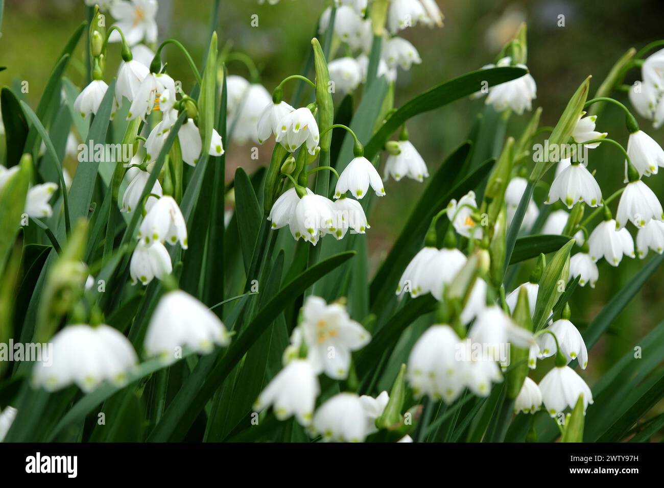 Leucojum ÔGravetye GiantÕ, also known as snowflakes, in flower Stock ...