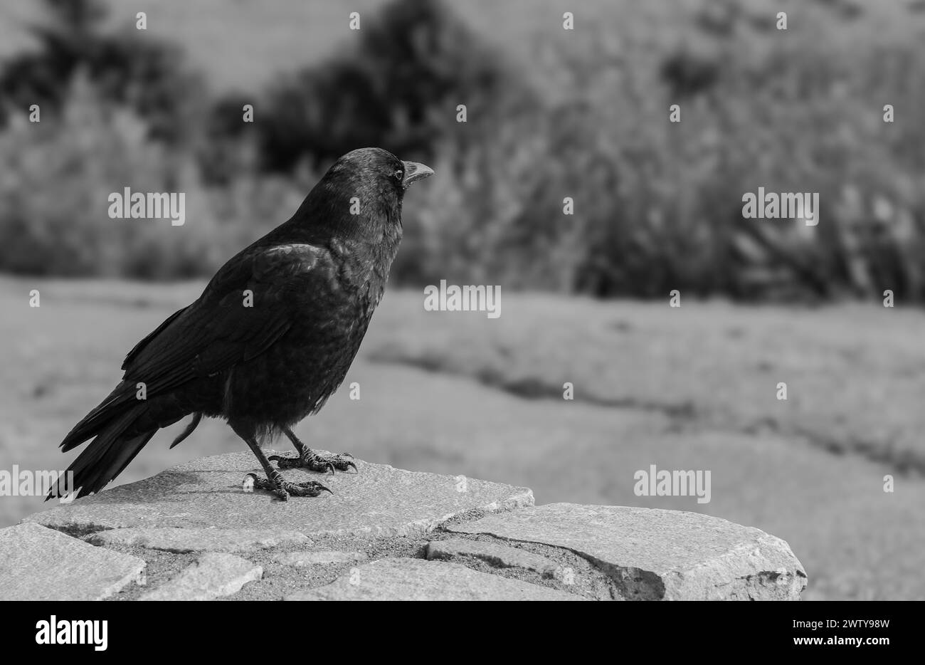 Introspective hi-res stock photography and images - Alamy