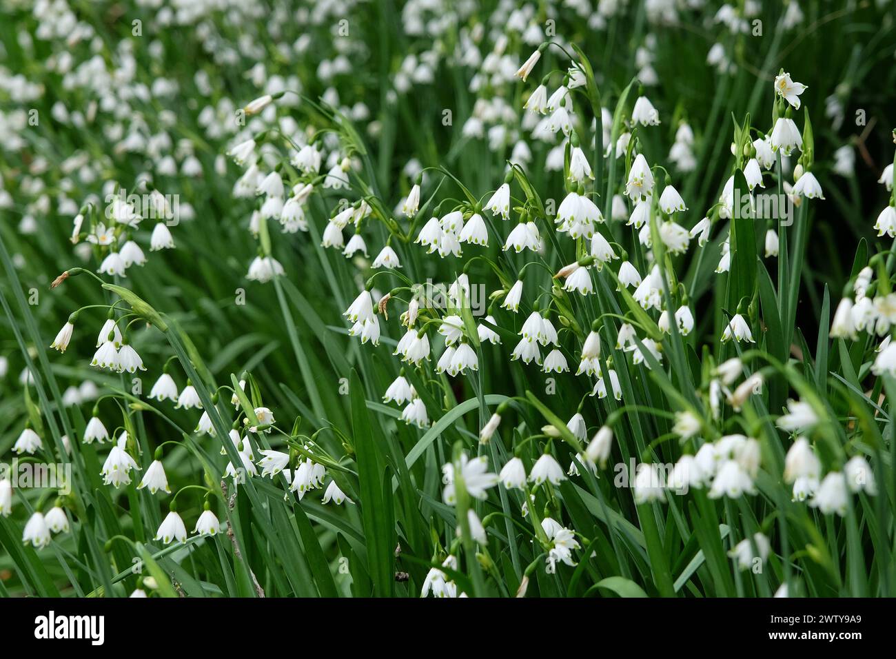 Leucojum ÔGravetye GiantÕ, also known as snowflakes, in flower Stock ...