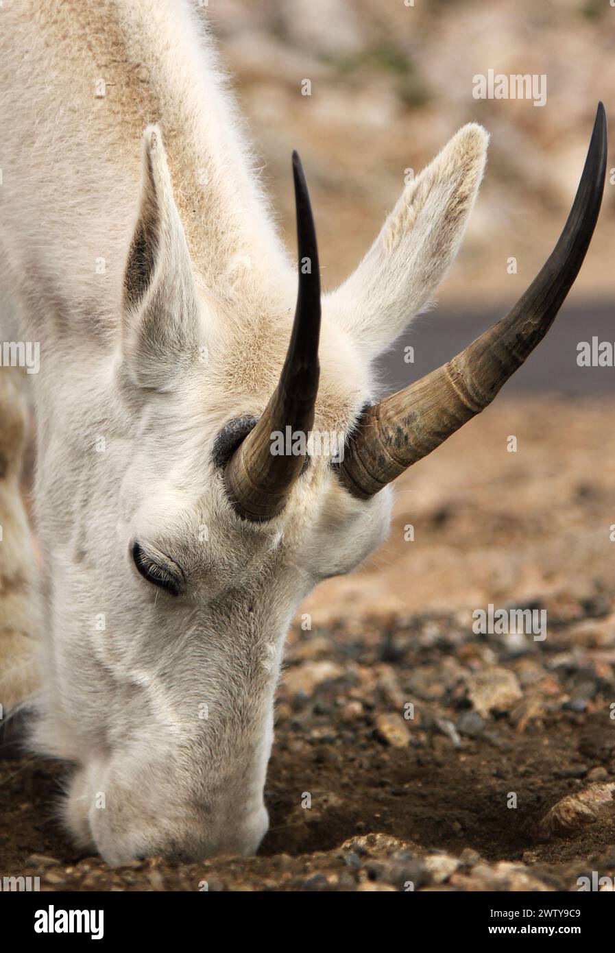 Mountain Goats on Mount Evans Stock Photo - Alamy