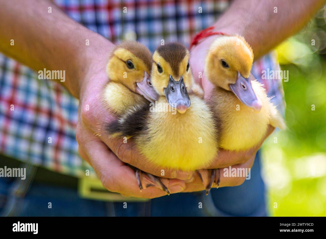 The farmer holds ducklings in his hands. Selective focus Stock Photo ...