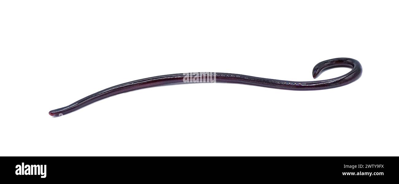 Brahminy Blind snake - Indotyphlops braminus - non venomous fossorial ...