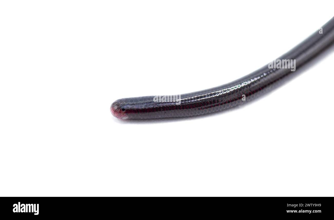 Brahminy Blind snake - Indotyphlops braminus - non venomous fossorial ...
