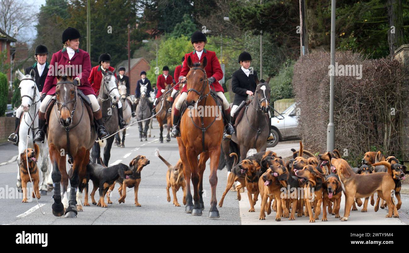 Four shires bloodhounds hi-res stock photography and images - Alamy