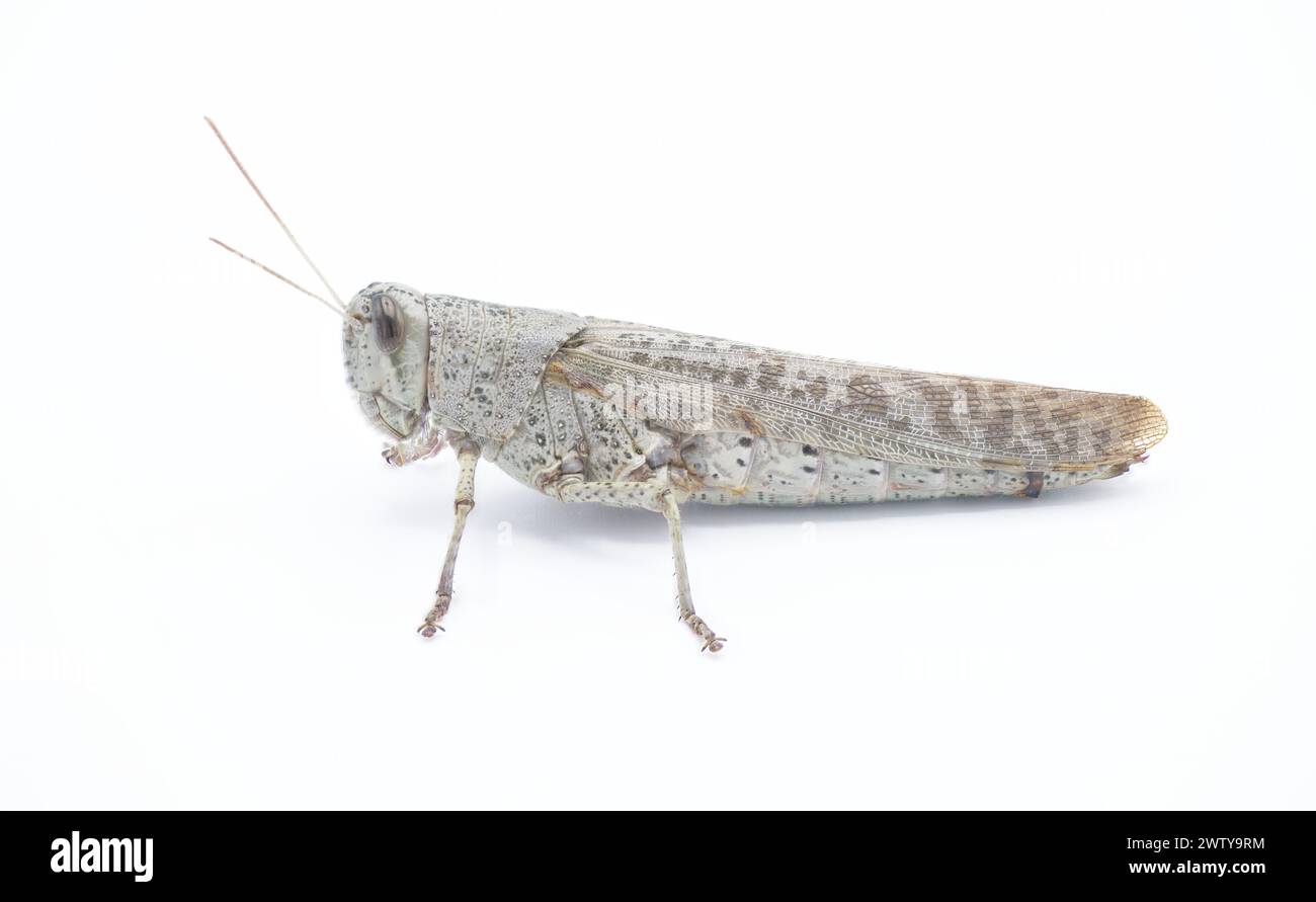Large Wild Adult Rusty Bird Grasshopper Schistocerca Rubiginosa In Great Detail Grey And Red