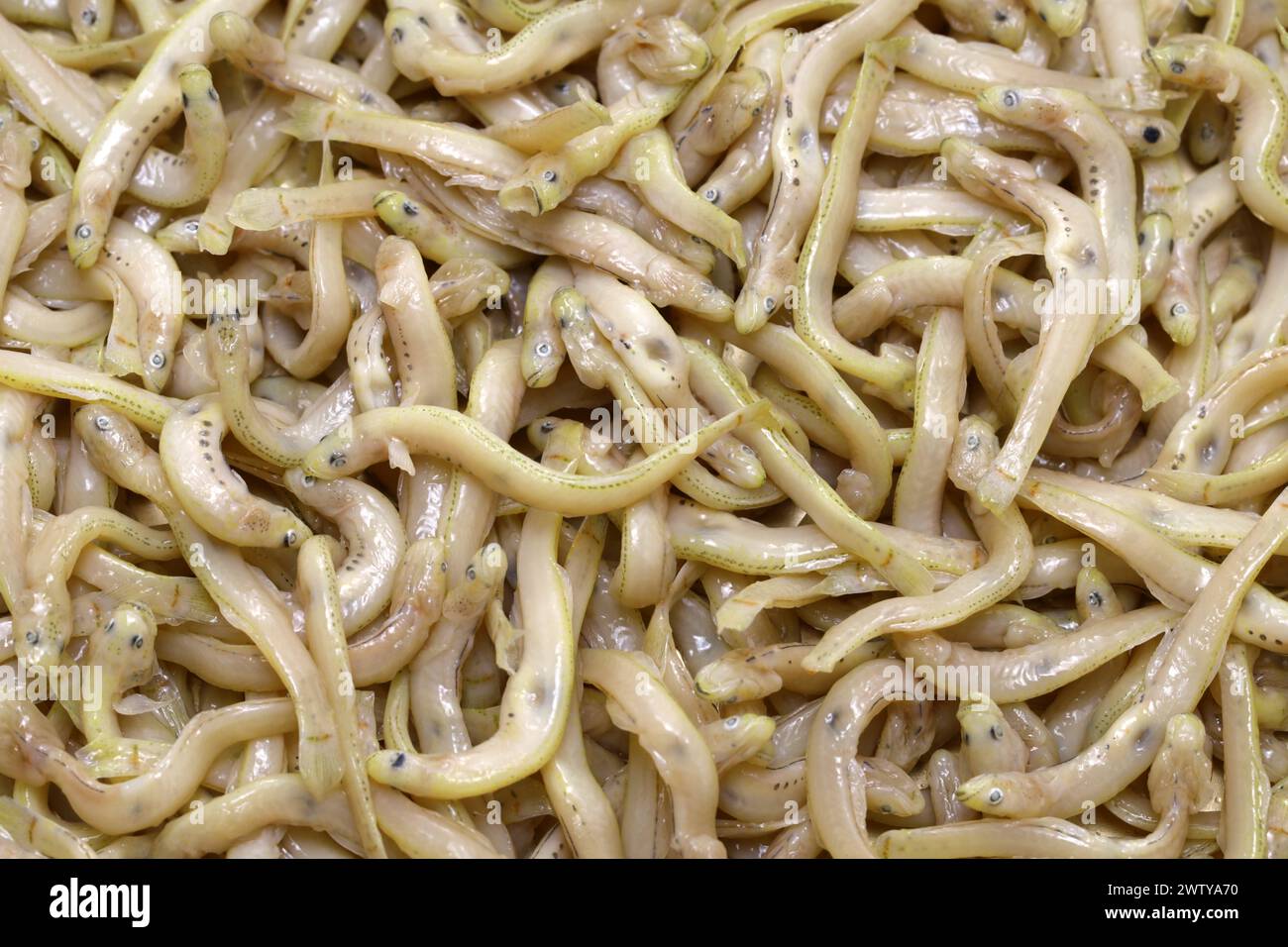 Ice goby hi-res stock photography and images - Alamy