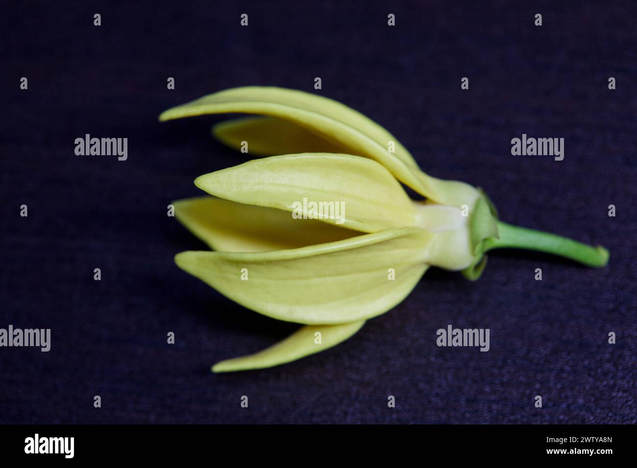 Close-up view of climbing Ylang-ylang flower on black background Stock ...