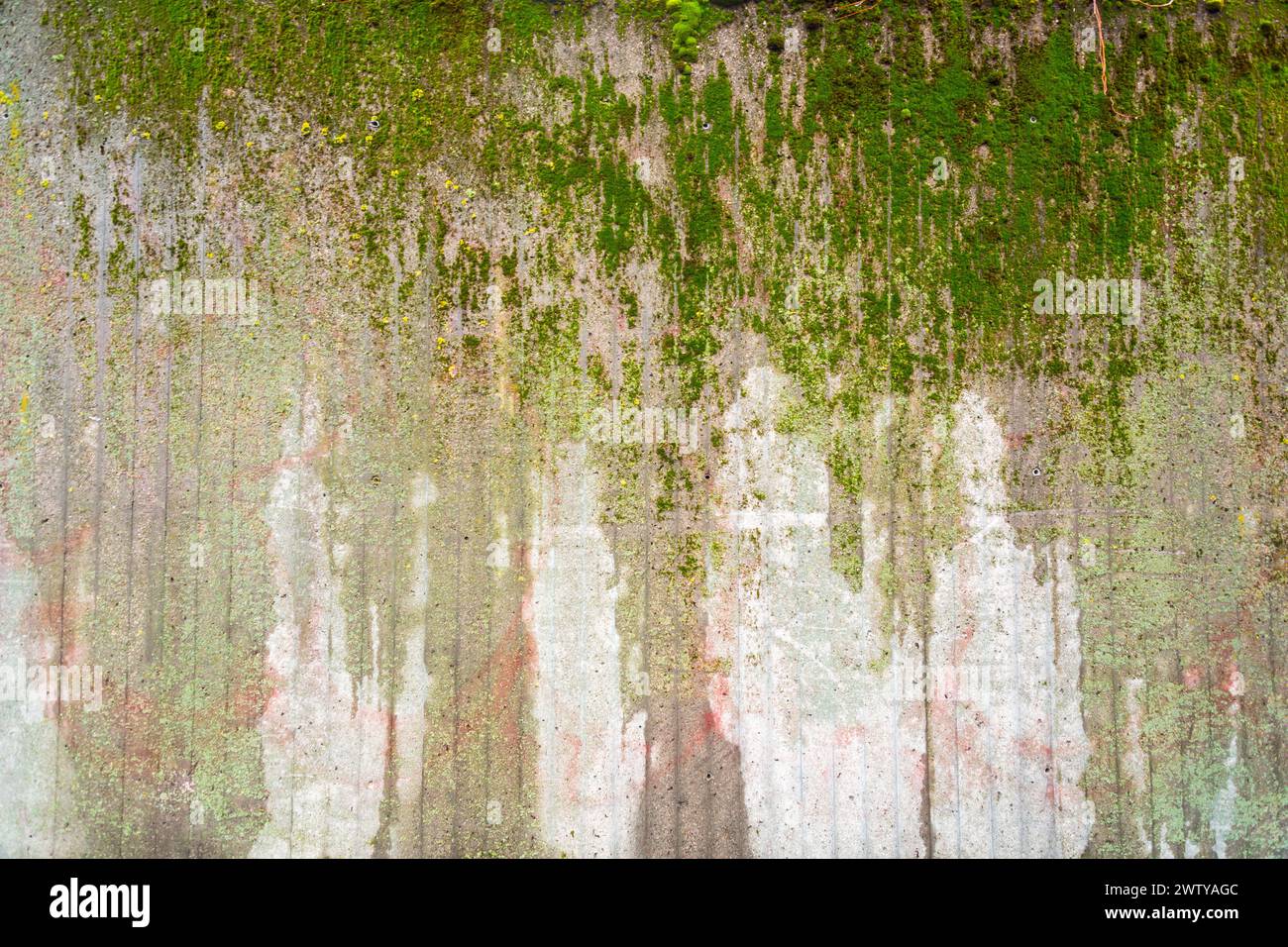 Grunge concrete wall covered with a layer of green moss, abstract urban ...