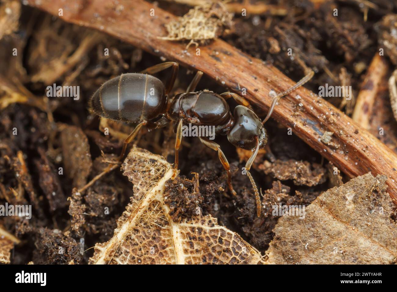 Citronella Ant (Lasius aphidicola) - Dealate Queen Stock Photo - Alamy