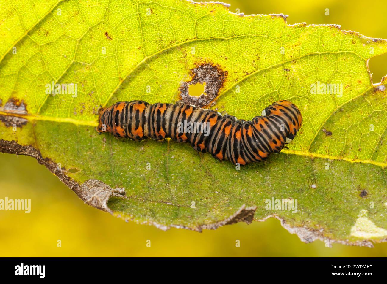 Gold Moth (Basilodes pepita) caterpillar (larva Stock Photo - Alamy