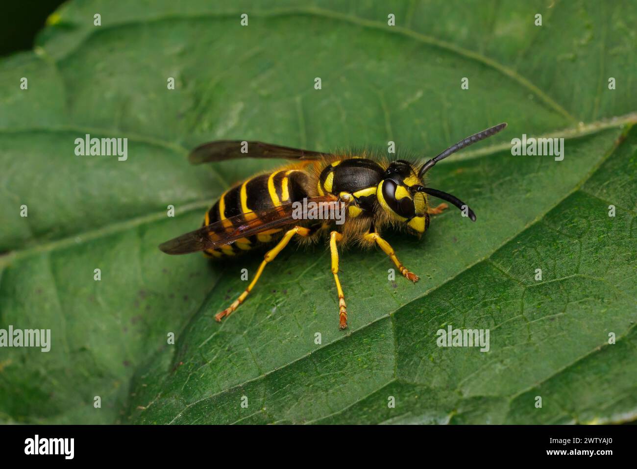 Eastern Yellowjacket (Vespula maculifrons Stock Photo - Alamy