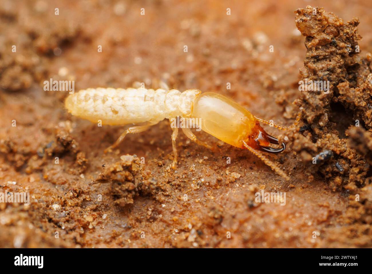 Rhinotermitidae hi-res stock photography and images - Alamy