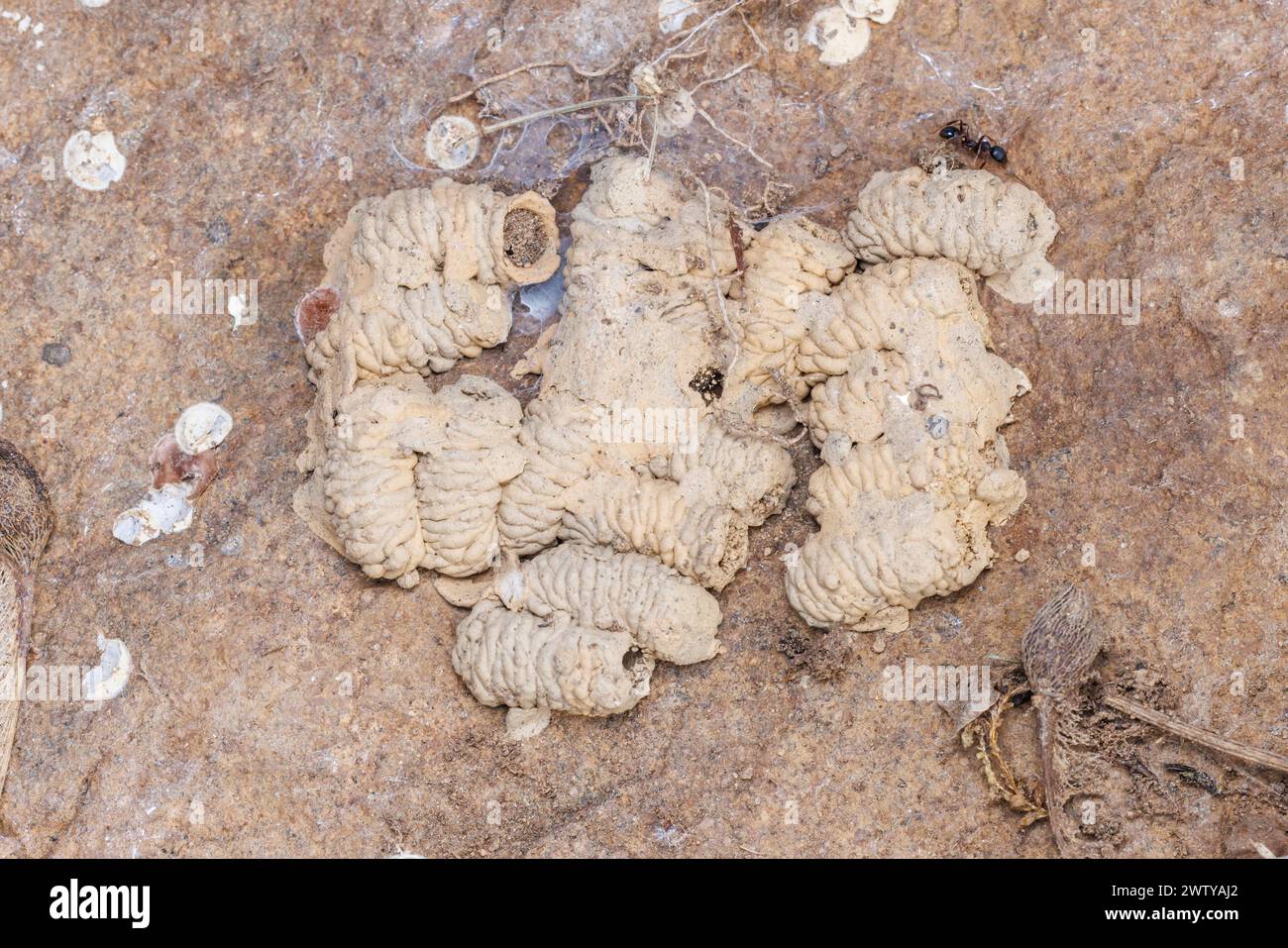 Wasps nest larvae development hi-res stock photography and images - Alamy